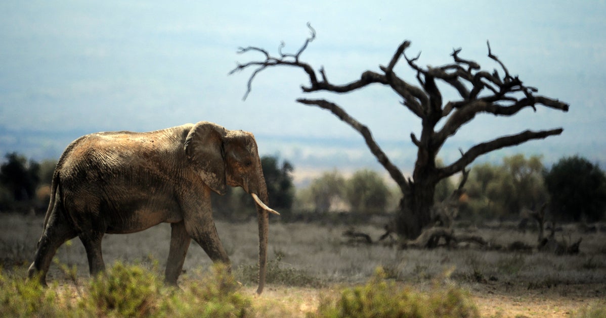 African Elephants May Need China To Save Them From Extinction ...