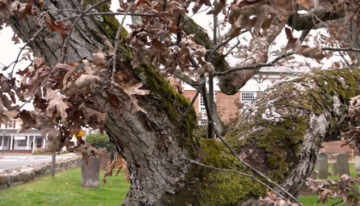 The Life and Times of the Basking Ridge Oak (VIDEO) | HuffPost Contributor