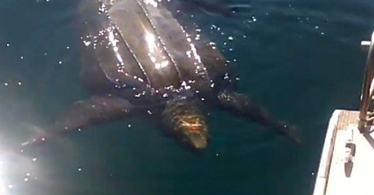 Massive Turtle Has No Idea How Awesome He Is | HuffPost UK Weird News
