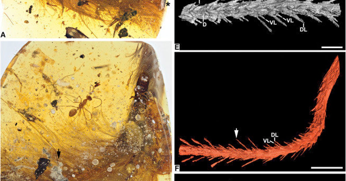 Feathered Dinosaur Tail Found In Perfect Condition In Myanmar ...