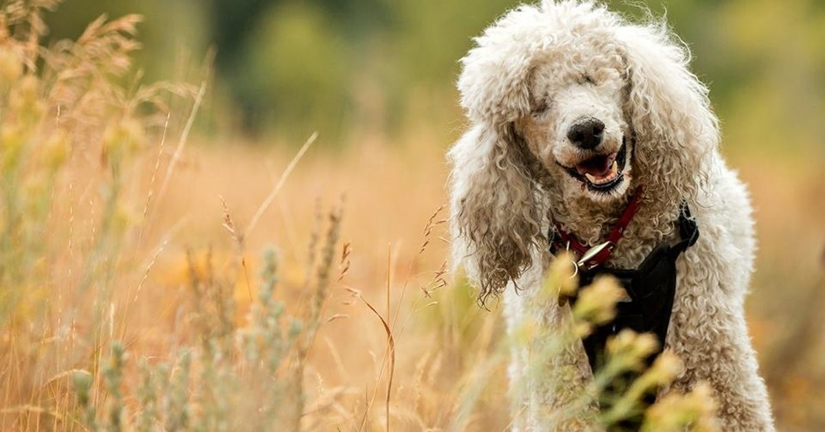 This Blind, Deaf Poodle Greets Every Day With A Joyful Spirit ...