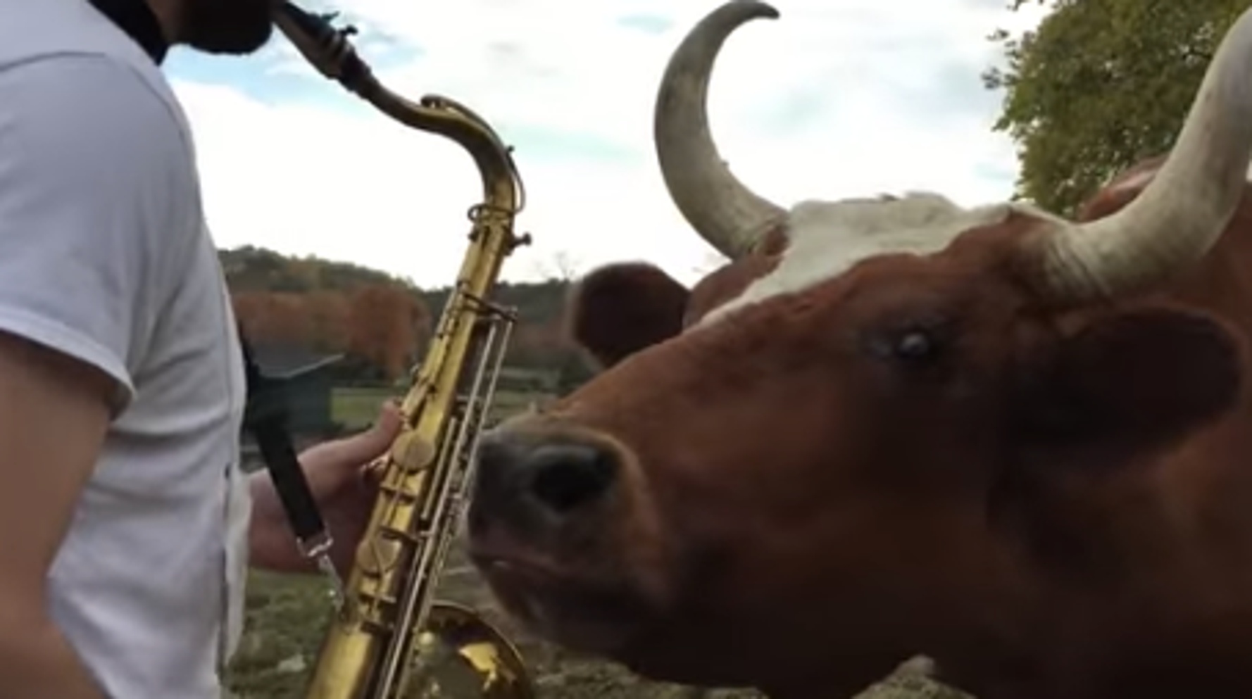 These Saxophone-Loving Cows Are The Coolest Cats Ever | HuffPost