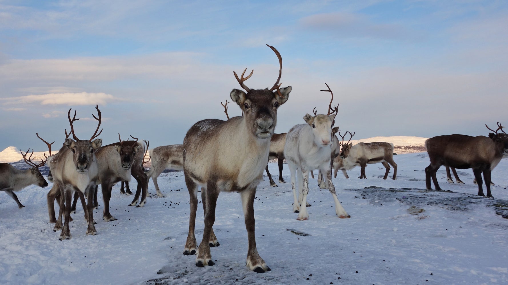 Santa's Shrinking Reindeer Blamed On Arctic Climate Change | HuffPost ...