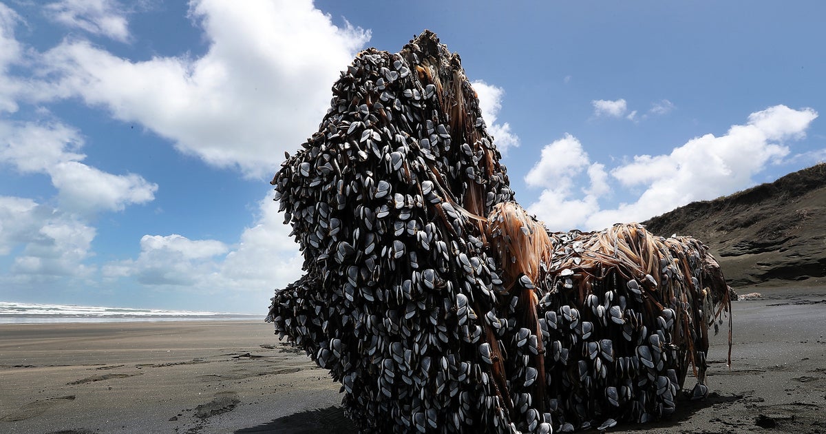 'Alien Pod Time Capsule' Is (Surprise, Surprise) Not Actually Alien ...