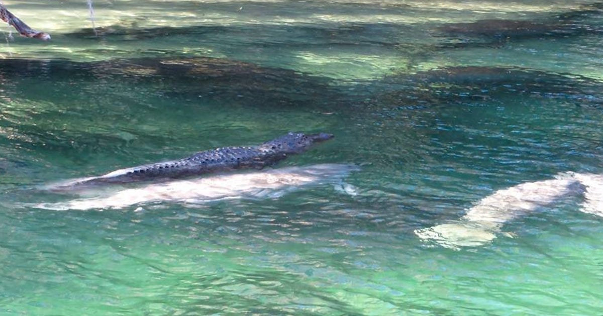 People Are Loving This Pic That Looks Like A Gator 'Riding' A Manatee ...