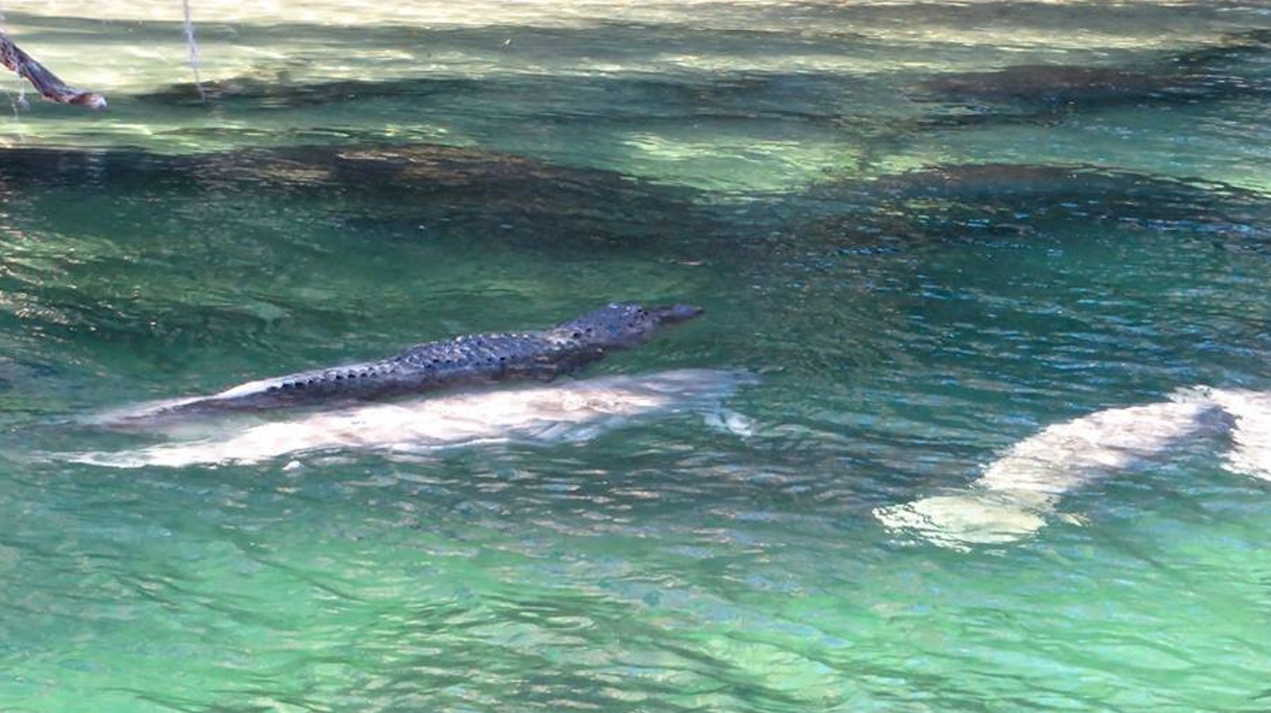 People Are Loving This Pic That Looks Like A Gator 'Riding' A Manatee ...