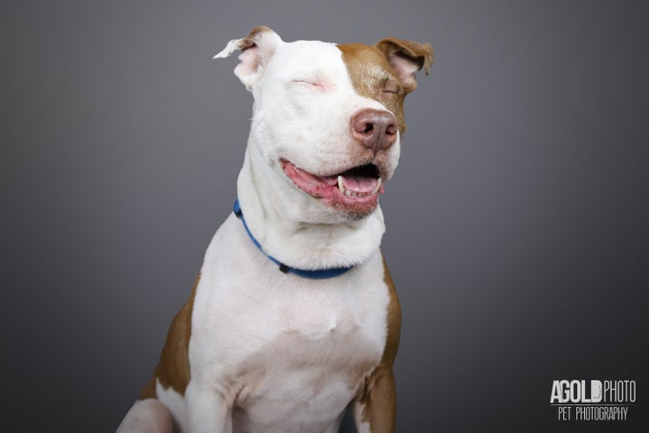 These 'Goofy And Lovable' Photos Destroy Violent Pit Bull Stereotypes ...