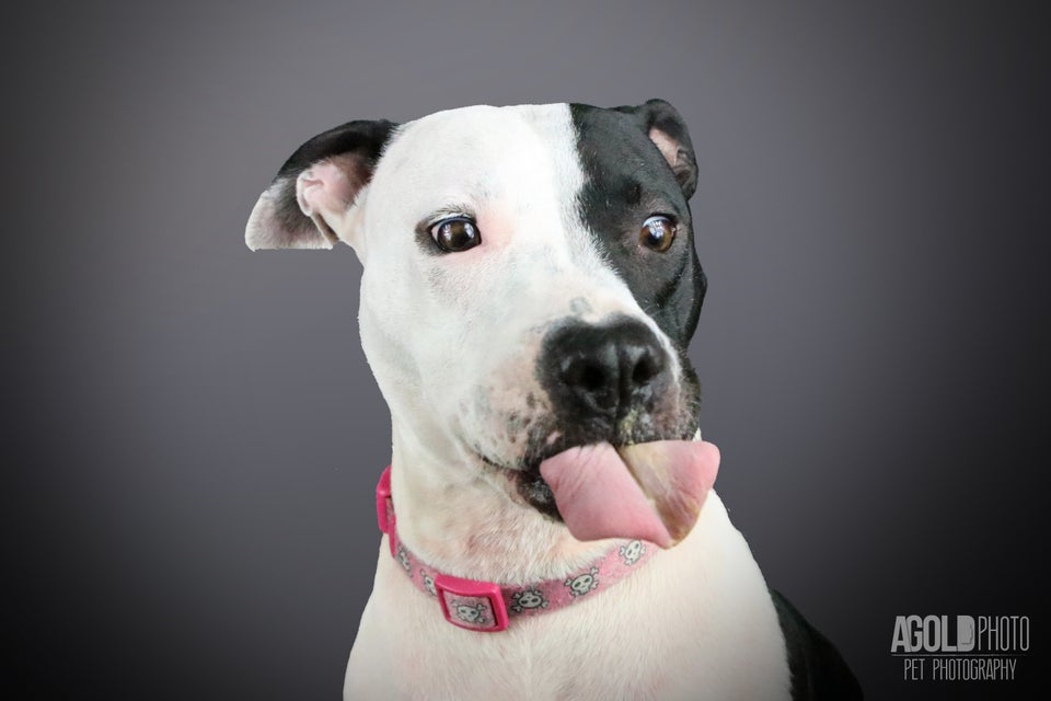 These 'Goofy And Lovable' Photos Destroy Violent Pit Bull Stereotypes ...