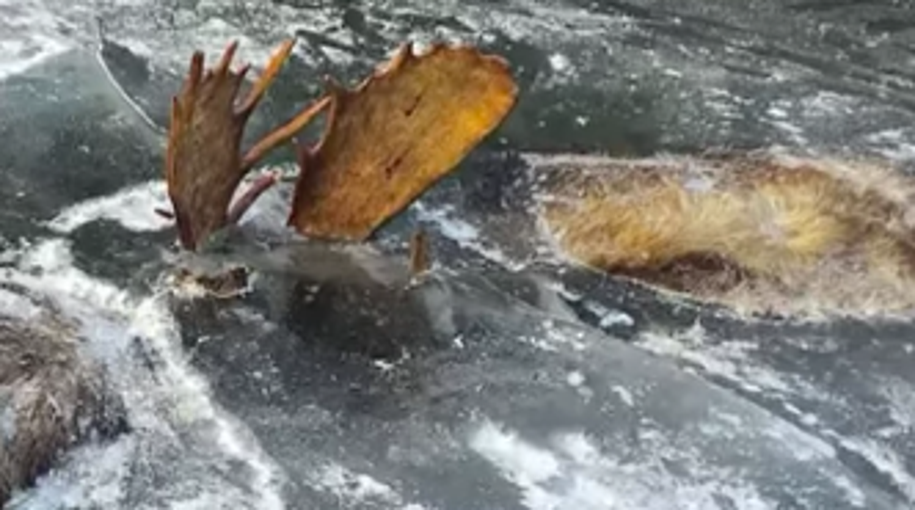 Rutting Moose Found Frozen In An Eternal Battle | HuffPost Weird News