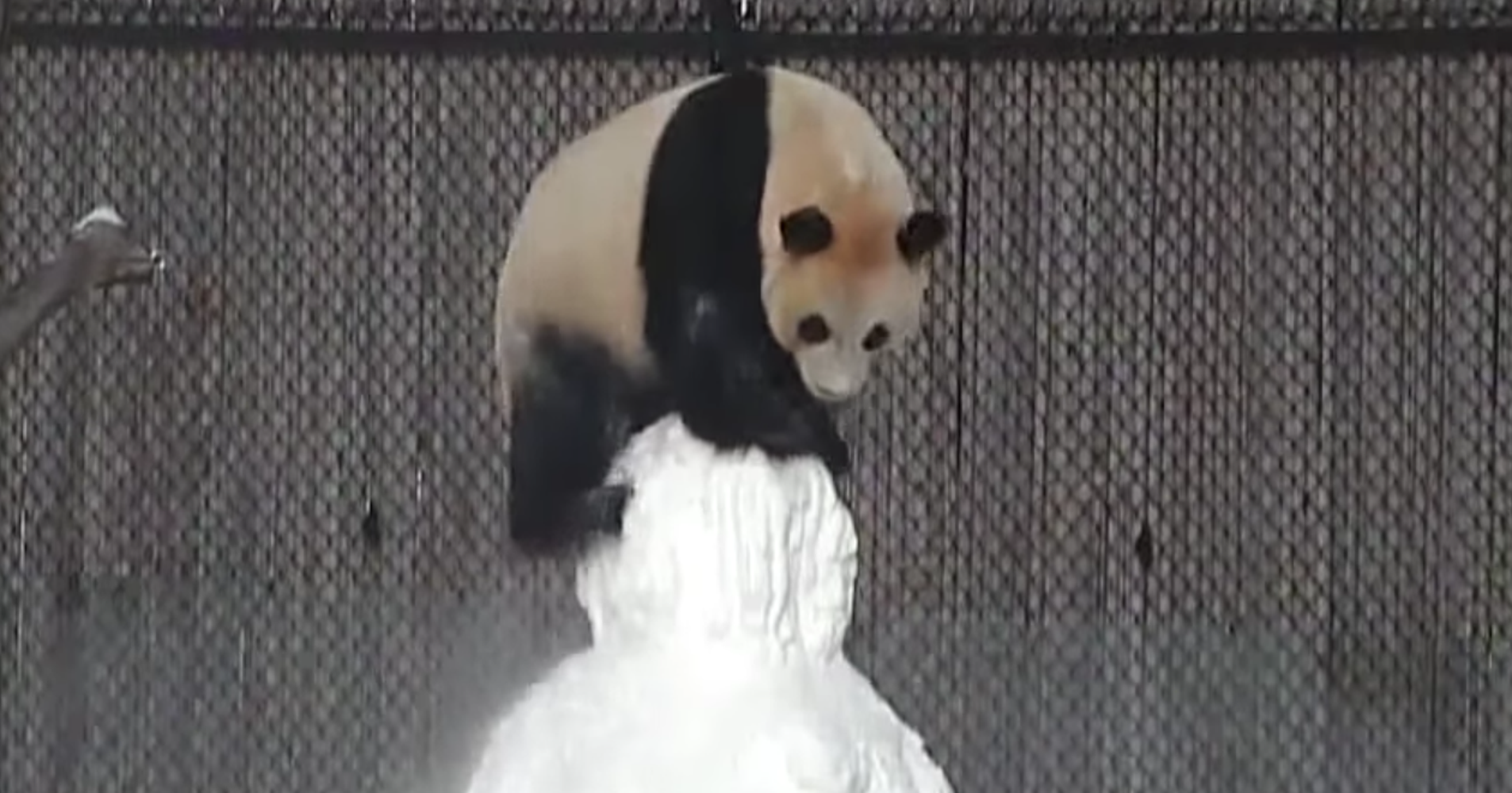 Giant Panda Playtime Doesn't End Well For Snowman | HuffPost