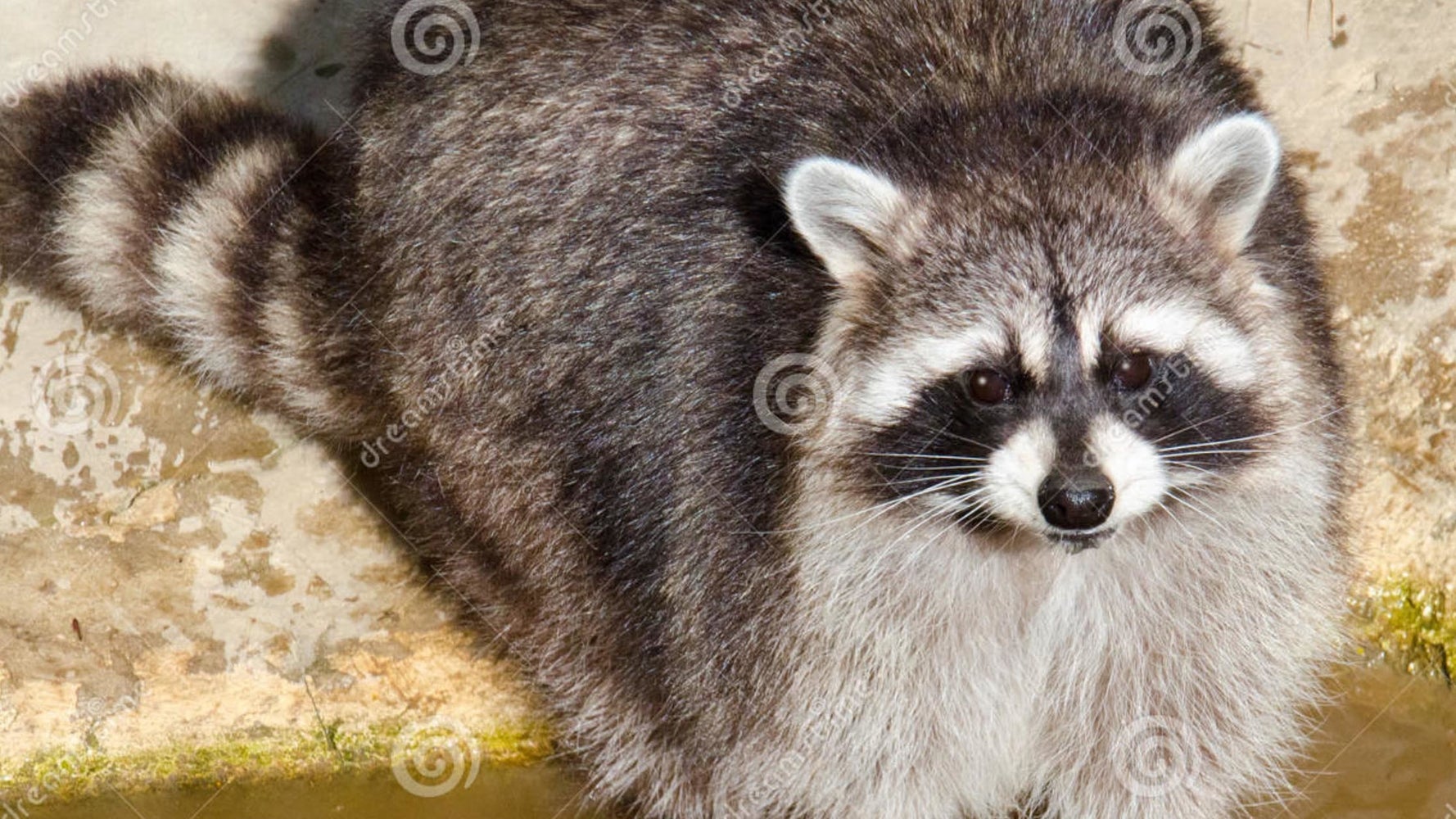 Why Does This Cruel Animal Practice Persist? | HuffPost Contributor