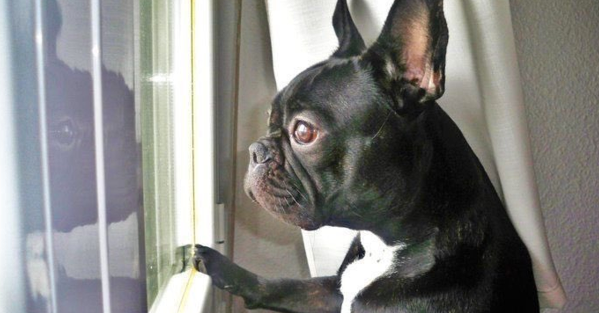 Carrie Fisher's Famous Dog Tweets His Heartbreaking Goodbyes | HuffPost ...