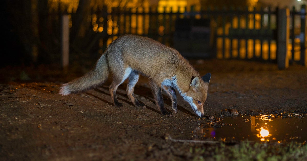 Fox Cull Petition Gains Thousands Of Signatures From People Urging ...