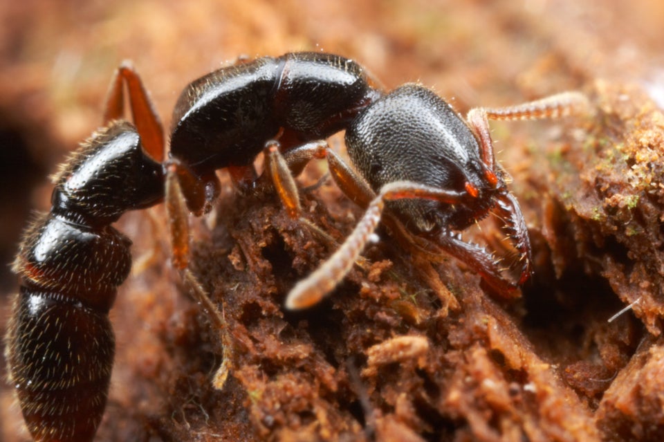 This Blood-Sucking 'Dracula' Ant Is One Of The 133 Species Recently ...