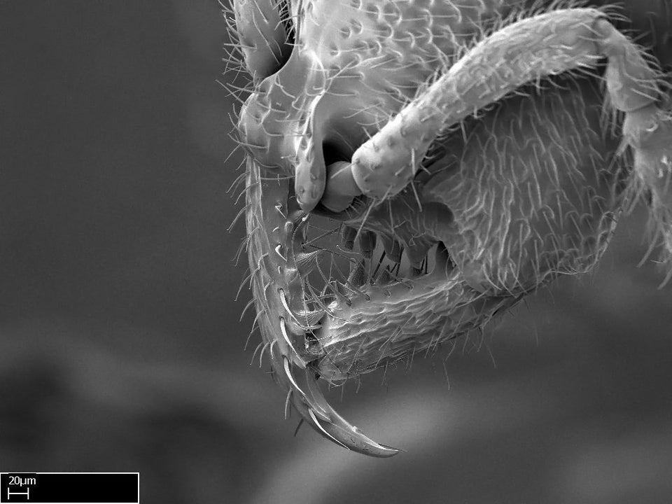 This Blood-Sucking 'Dracula' Ant Is One Of The 133 Species Recently ...
