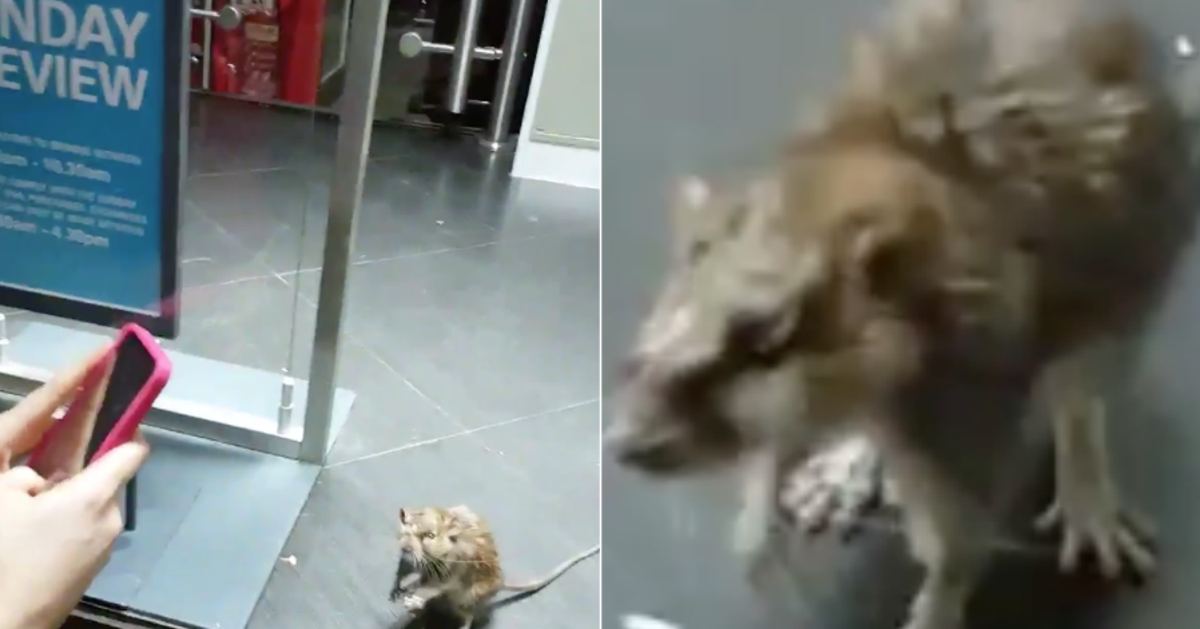 Video Shows Gigantic Rat Running Around Primark, Bexleyheath | HuffPost ...
