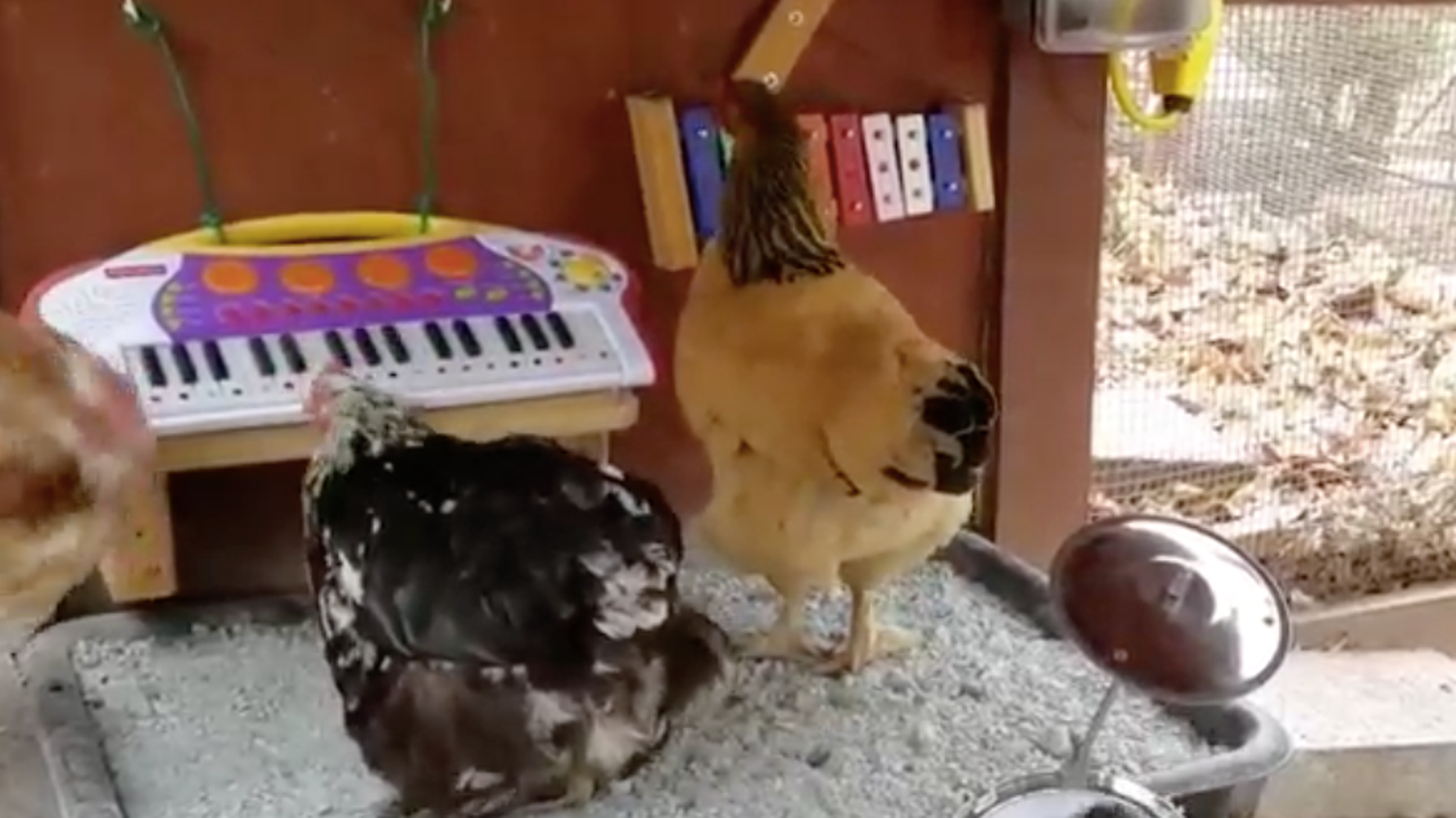 The All-Chicken Band Is Cluckin’ Awesome | HuffPost