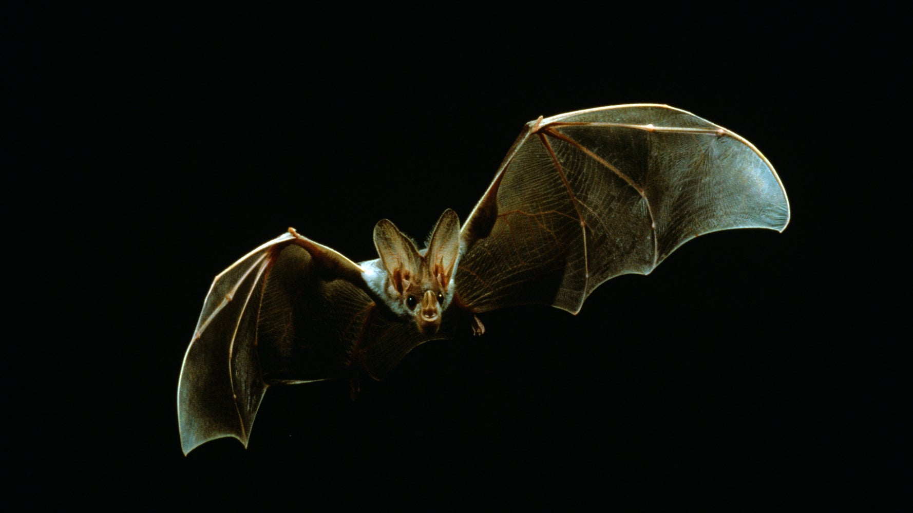 Know What Drives Bats Really Batty? Take The Fark Weird News Quiz ...