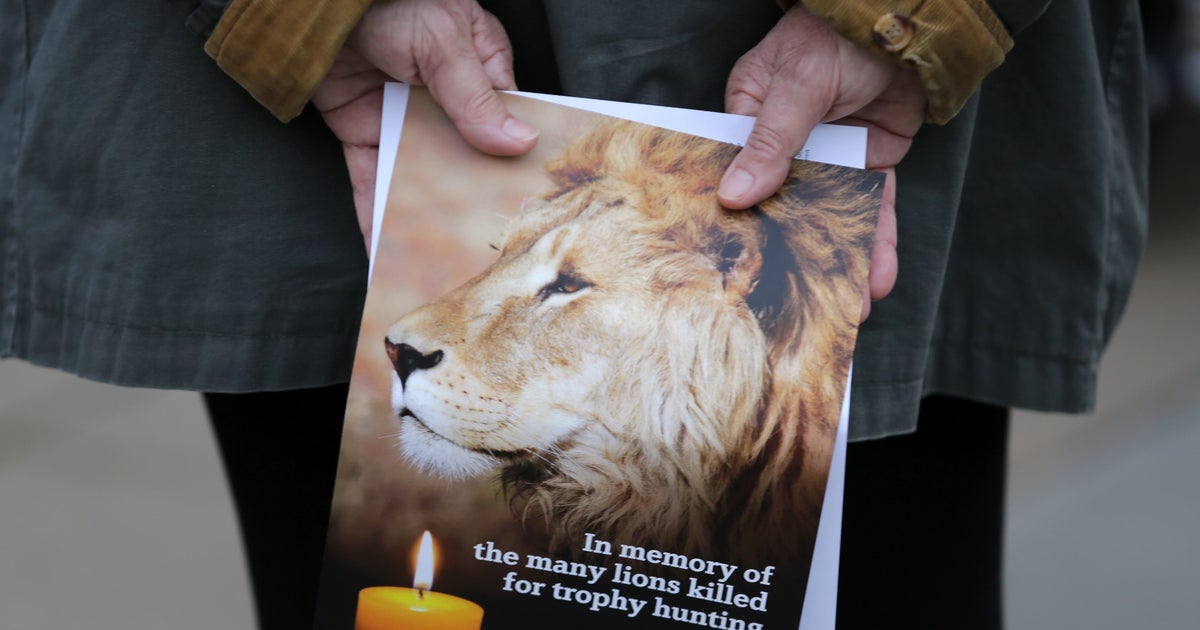 Mad About The Death Of Cecil The Lion? Here's What You Can Do ...