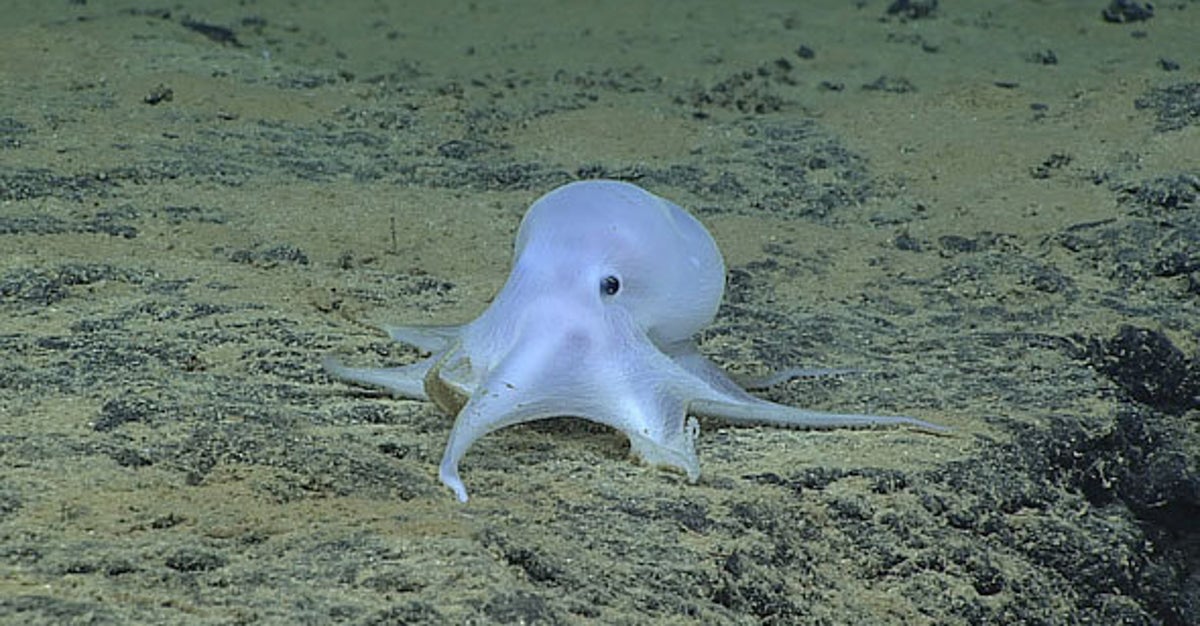 This Adorable, 'Ghostlike' Octopus May Be A New Species | HuffPost Impact