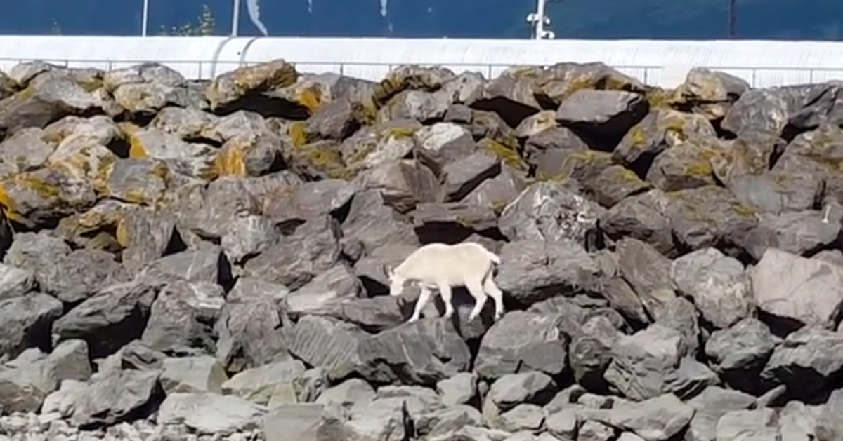 Goat Drowns After Photo-Crazed Mob Drives It Into The Ocean | HuffPost ...