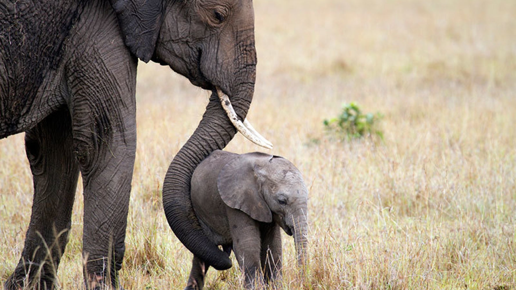 Make This the Year Captivity Ends! | HuffPost Contributor