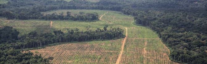 Gabon’s Palm Oil Project with Olam a Sustainable Development for Africa ...