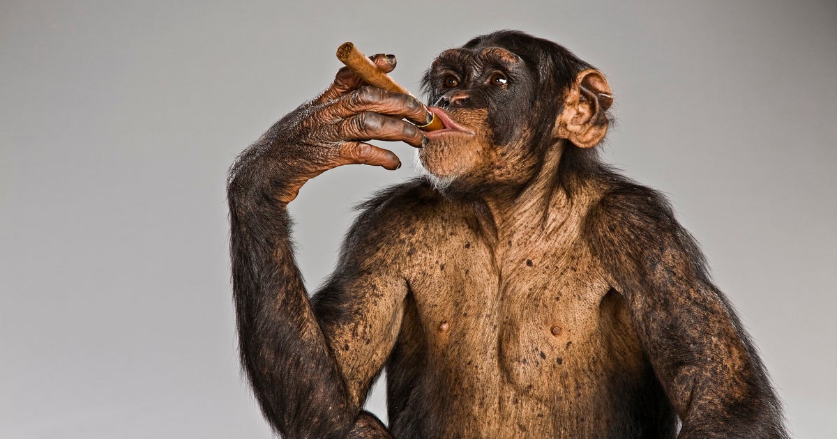 This Chain-Smoking Chimpanzee Is Trapped In A North Korean Zoo ...