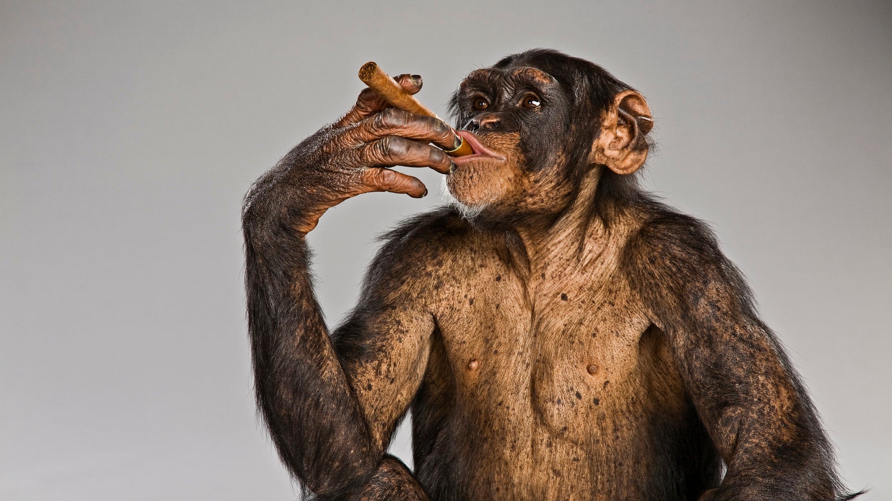 This Chain-Smoking Chimpanzee Is Trapped In A North Korean Zoo | HuffPost