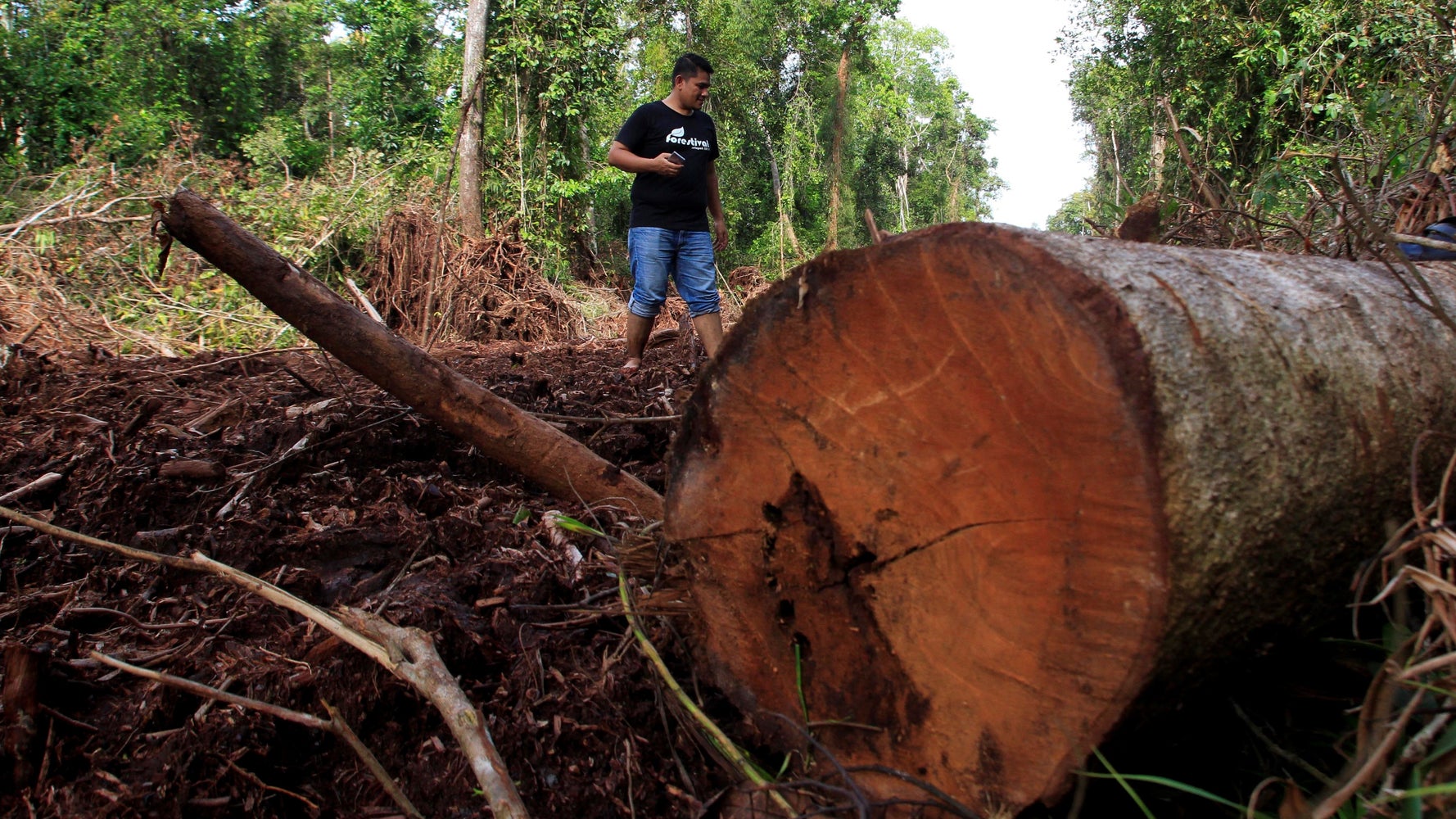 The Paris Deal May Finally Stop Us From Destroying Forests | HuffPost ...