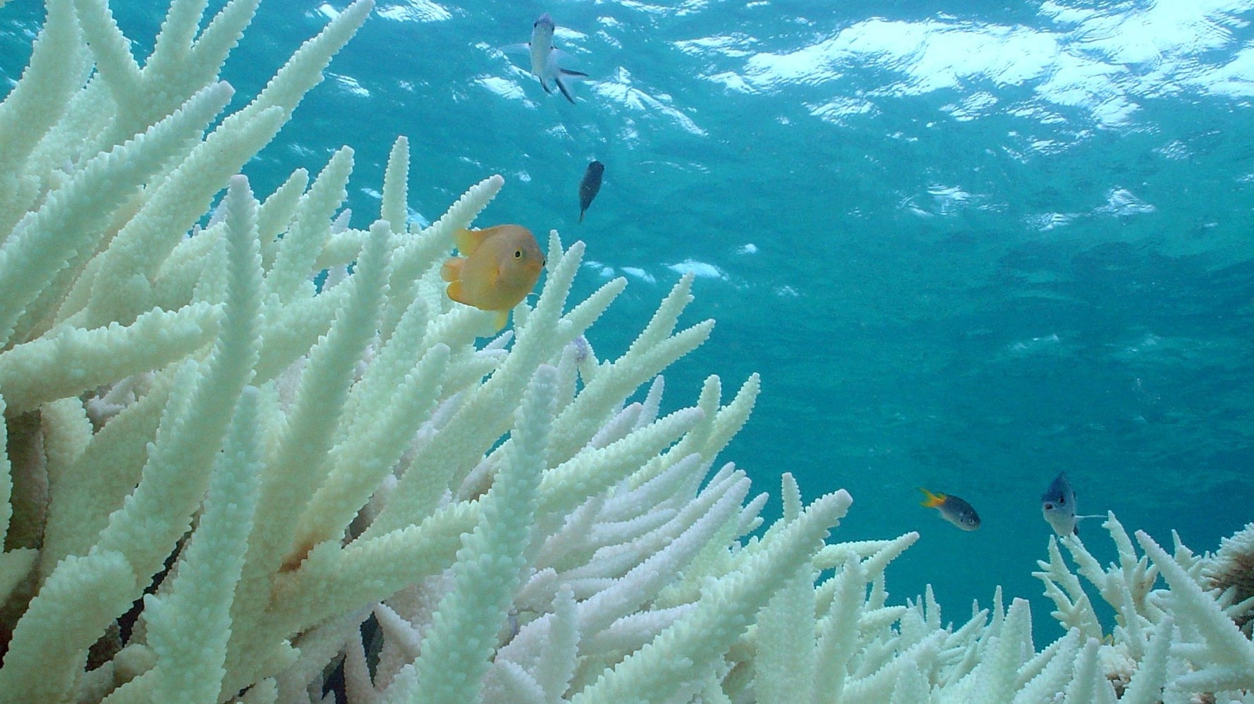 Climate Change Drives Collapse Of Baby Corals In Great Barrier Reef ...