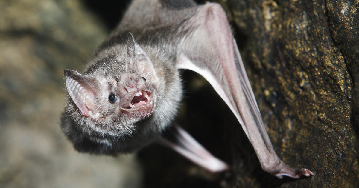 Vampire Bats Are Now Starting To Bite Humans Huffpost Uk Tech