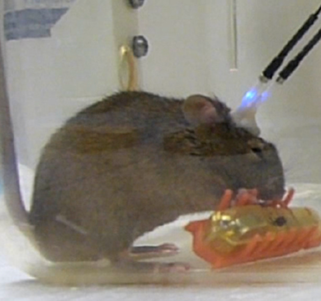 Scientists Use Light Signals To Turn Mice Into Ruthless Killers ...