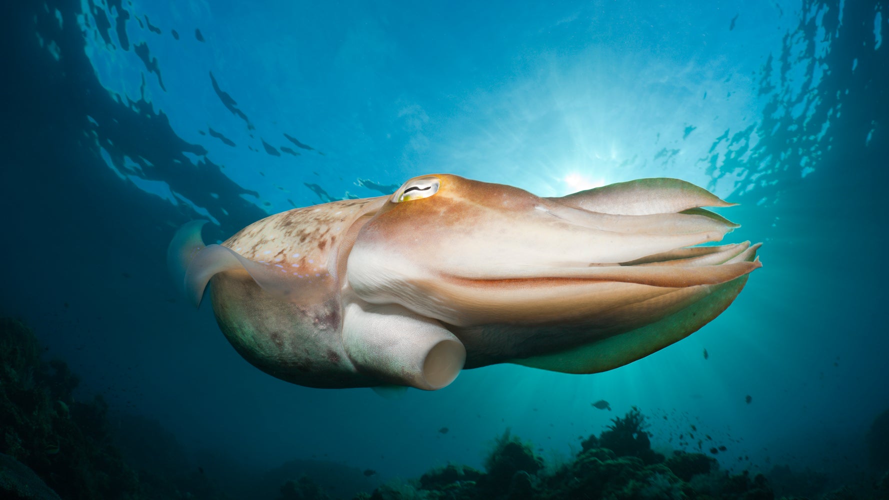 Rare Footage Shows Cuttlefish Hunting Off Australian Coast | HuffPost ...