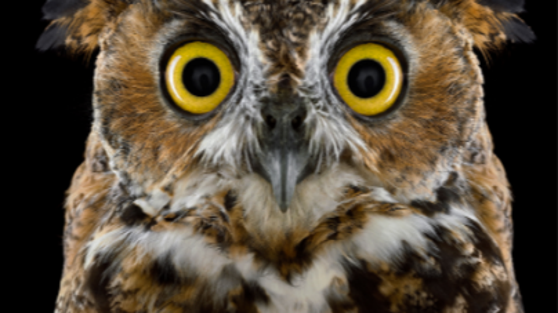 Tokyo's Crazy Creepy Owl Cafes | HuffPost