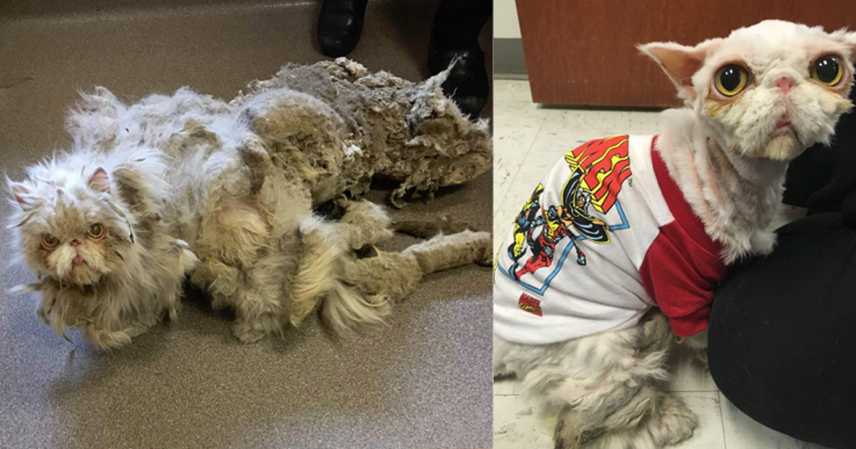 Miserable Cat With 5 Pounds Of Matted Fur Undergoes Incredible ...
