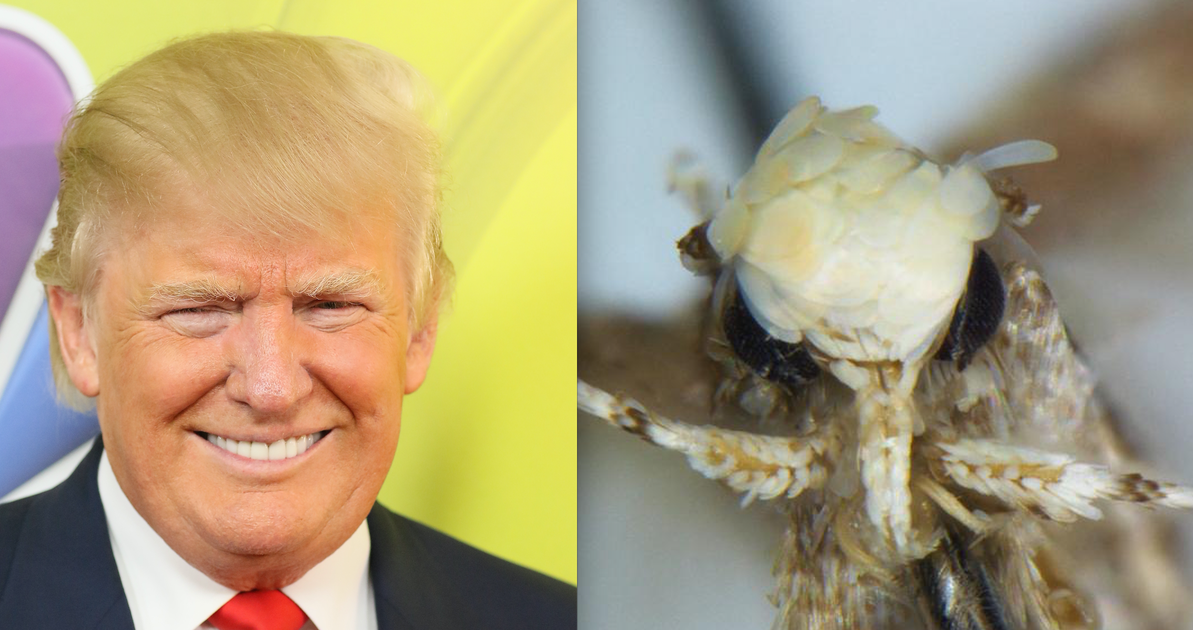 Moth Species With Trump-Like Hair Named After Donald Trump | HuffPost ...