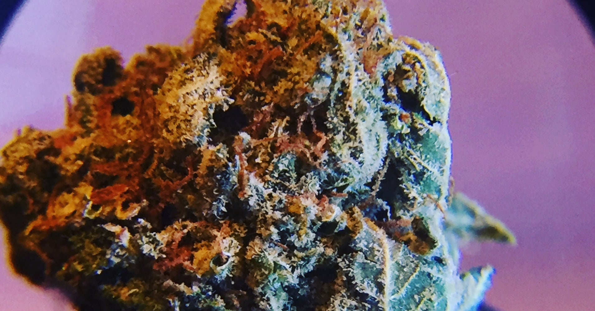 Cannabis Strain Review: Berry White | HuffPost