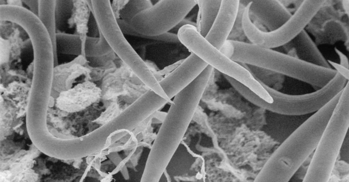 This Incredible Worm Can Come Back To Life After Being Totally Frozen ...