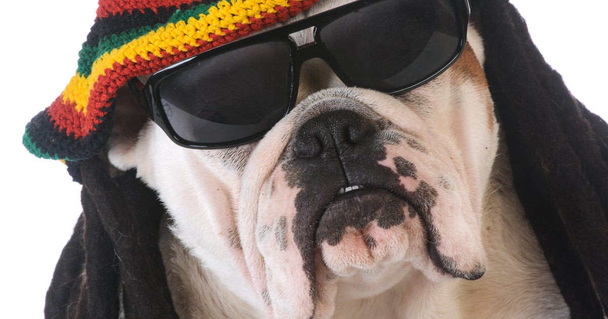 Dogs Love Chilling To Reggae Says Noteworthy Study | HuffPost Weird News