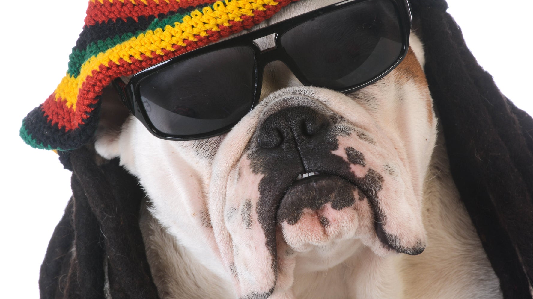 Dogs Love Chilling To Reggae Says Noteworthy Study | HuffPost null