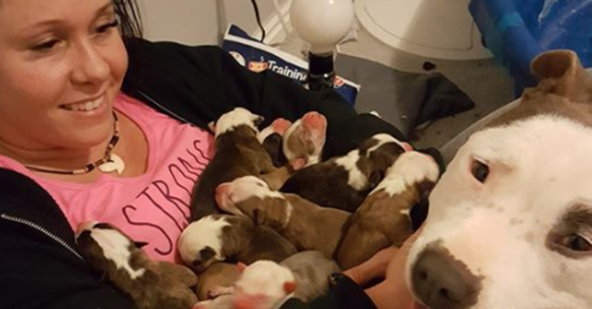 Rescue Pit Bull Places 11 Newborn Puppies In Foster Mum's Lap In ...