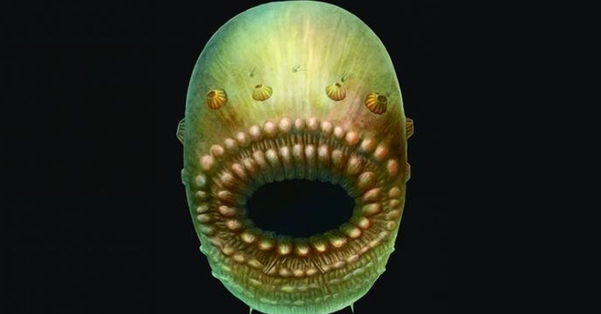 This Nightmarish Creature Has No Anus And Is Your Oldest Known Relative ...