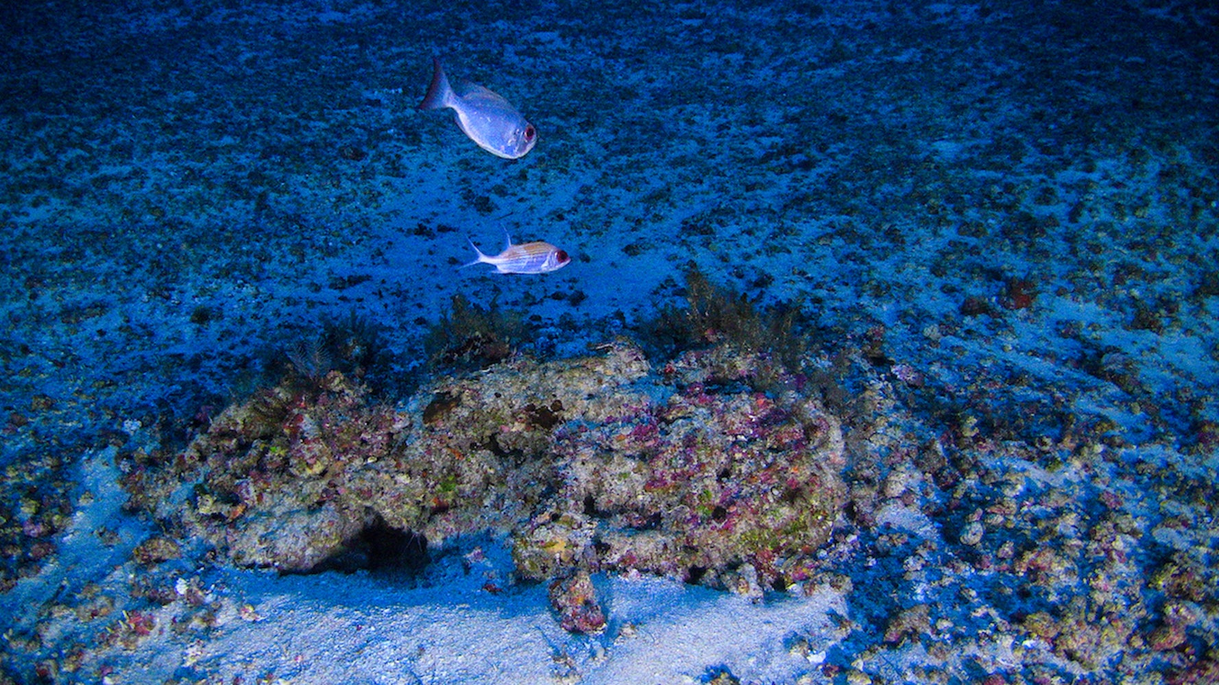 The Amazon Reef That Keeps Being Discovered | HuffPost Contributor