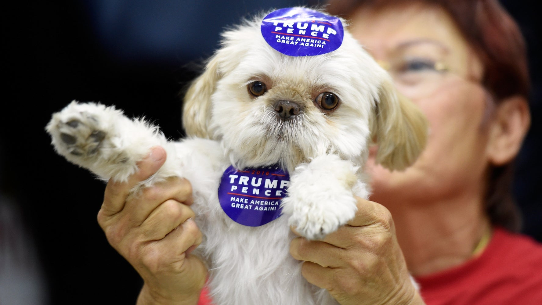 How Some Of Trump's Bad Tweets Are Helping Puppies And Kittens ...