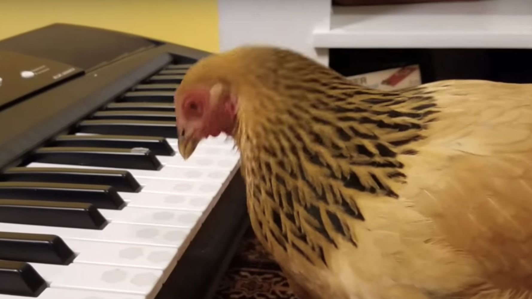 Chicken's Rendition Of 'America The Beautiful' Will Give You Goosebumps ...
