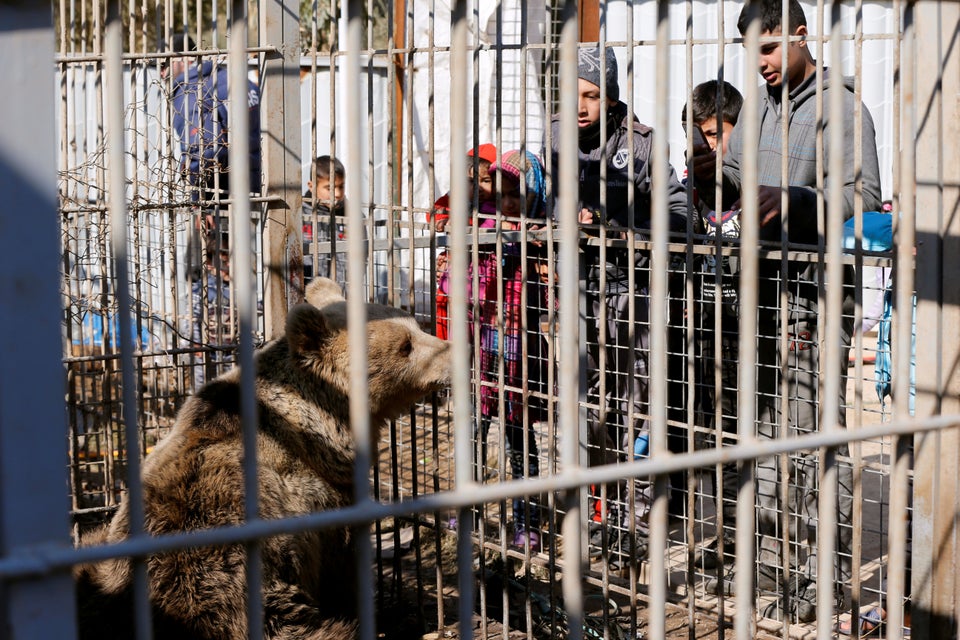 Starving Animals In Mosul's Zoo Receive First Food In Months | HuffPost ...
