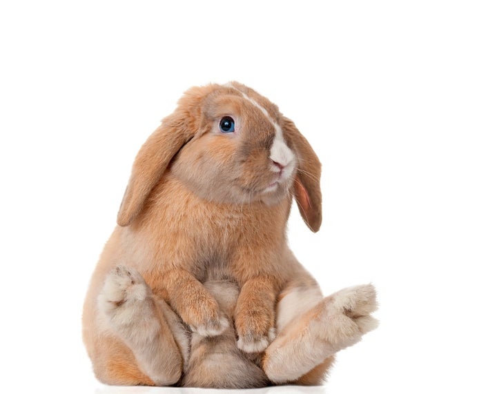 How breeding like rabbits affects workplace culture. | HuffPost Contributor