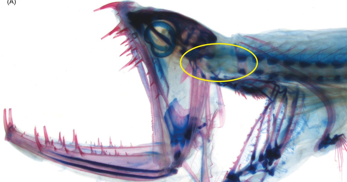 The Barbeled Dragonfish's Unique Head Joint Lets It Swallow Huge Prey ...