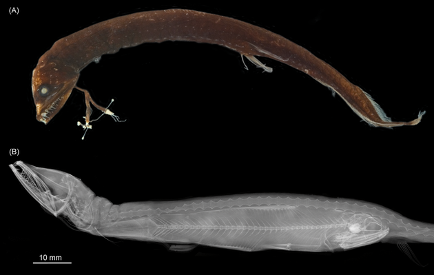 The Barbeled Dragonfish's Unique Head Joint Lets It Swallow Huge Prey ...